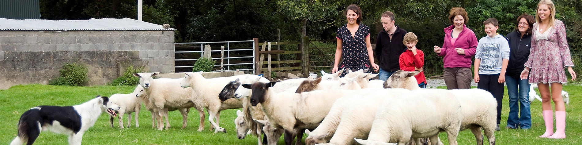 Be Irish for a Day at Causey Farm! - Stay, Eat & Shop in Historic Kells ...